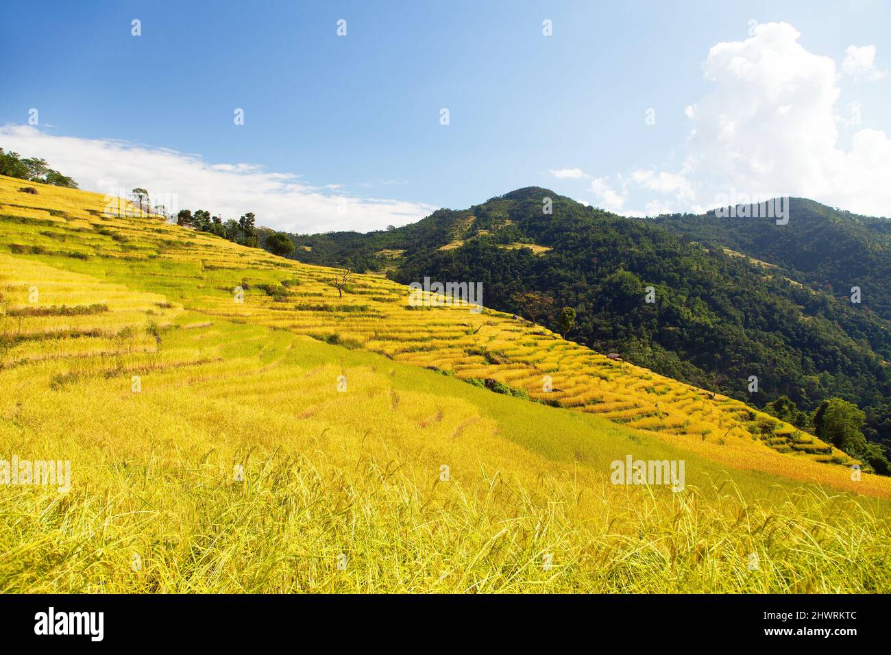Ripen paddy fields hi-res stock photography and images - Alamy