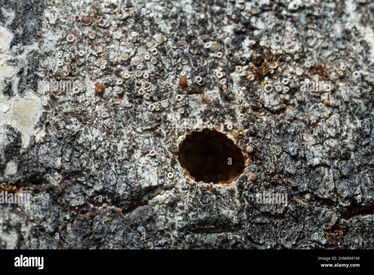 Hatching hole after insect in aspen wood Stock Photo - Alamy