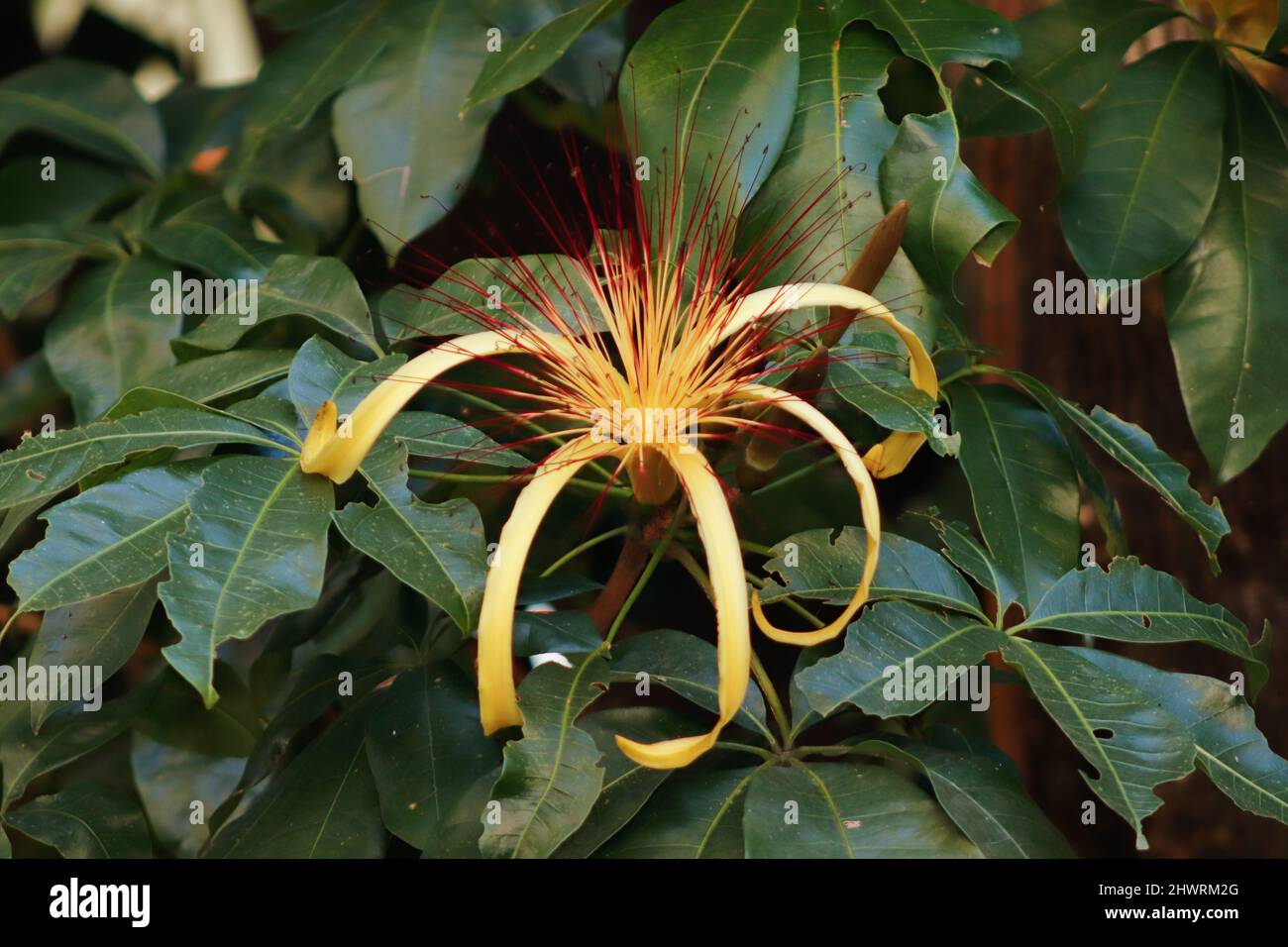 Munguba tree hi-res stock photography and images - Alamy