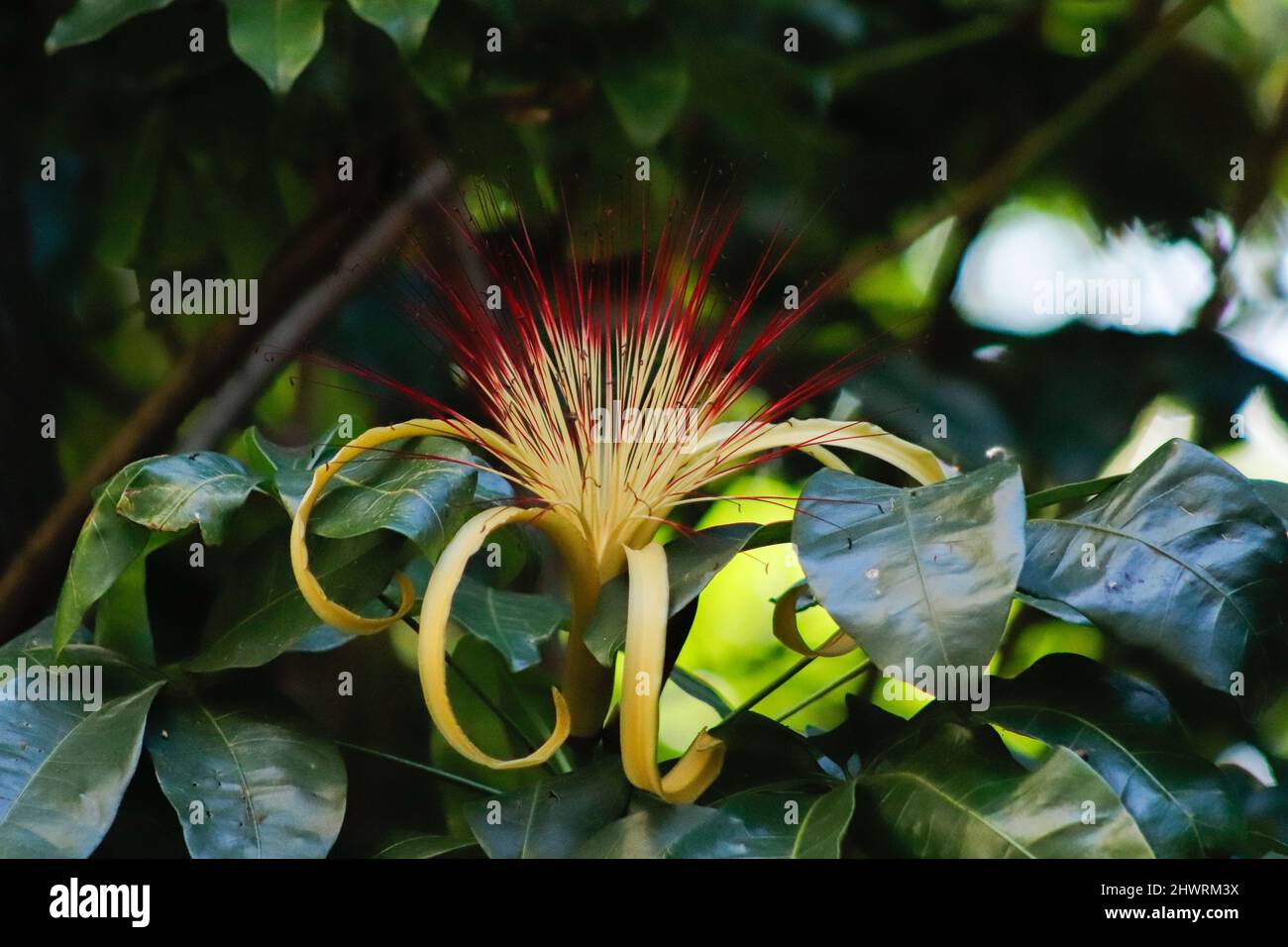 Munguba hi-res stock photography and images - Alamy