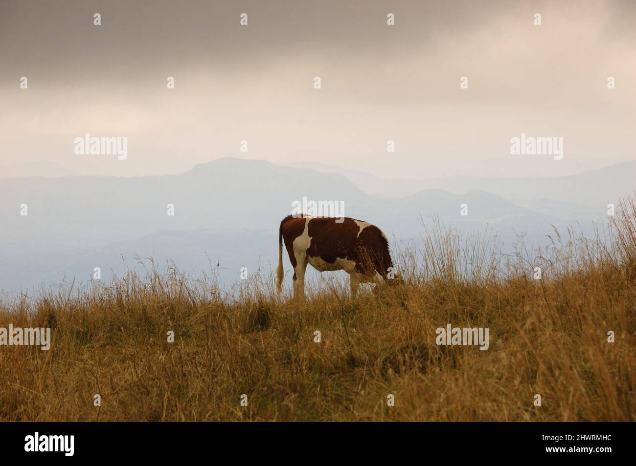 Bad weather single cow farm hi-res stock photography and images - Alamy