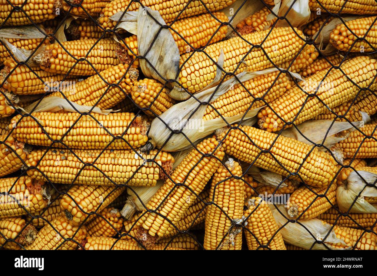 Dry corn for animal feeding. Agricultural background Stock Photo - Alamy