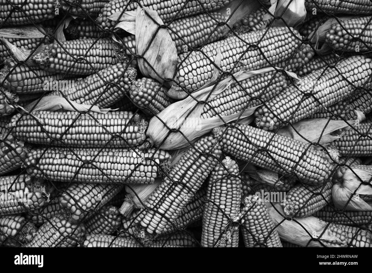 Dry corn for animal feeding. Agricultural background. Black and white ...