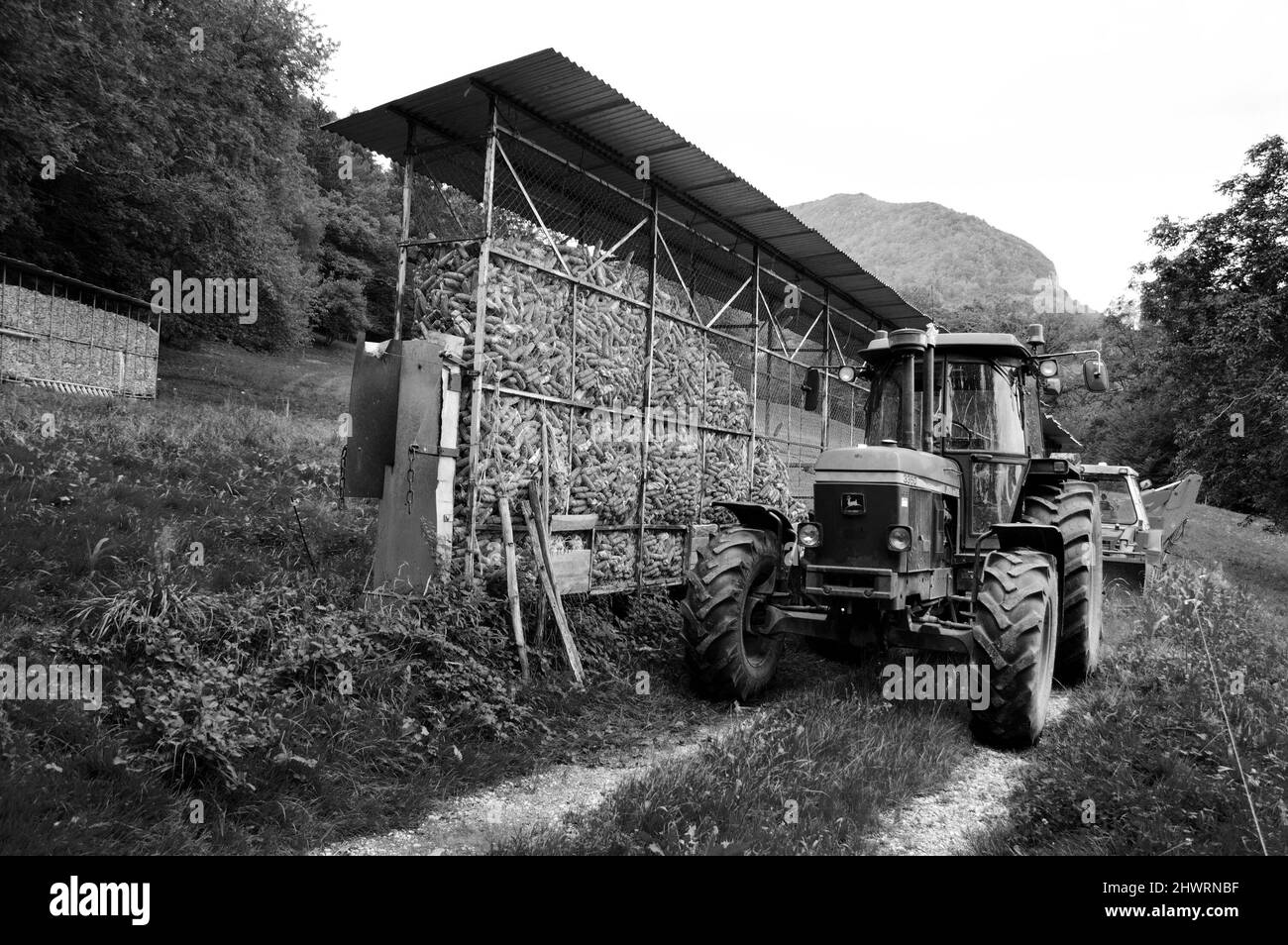 Non gmo corn Black and White Stock Photos & Images - Alamy