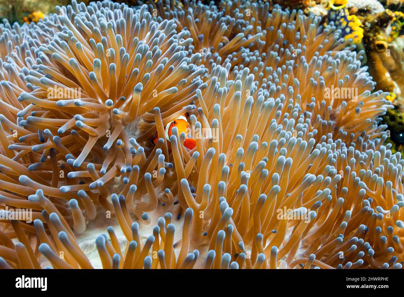 THE MATING GAME (2021), directed by JOE LONCRAINE. Credit: DISCOVERY ...