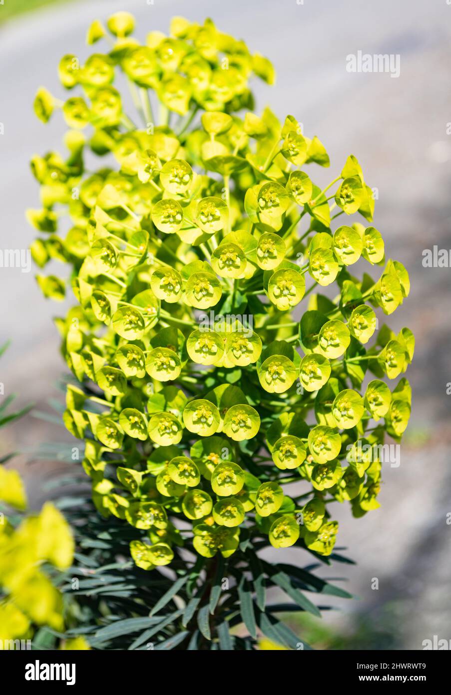 Green blossom spurge cluster of euphorbia plant on natural background ...