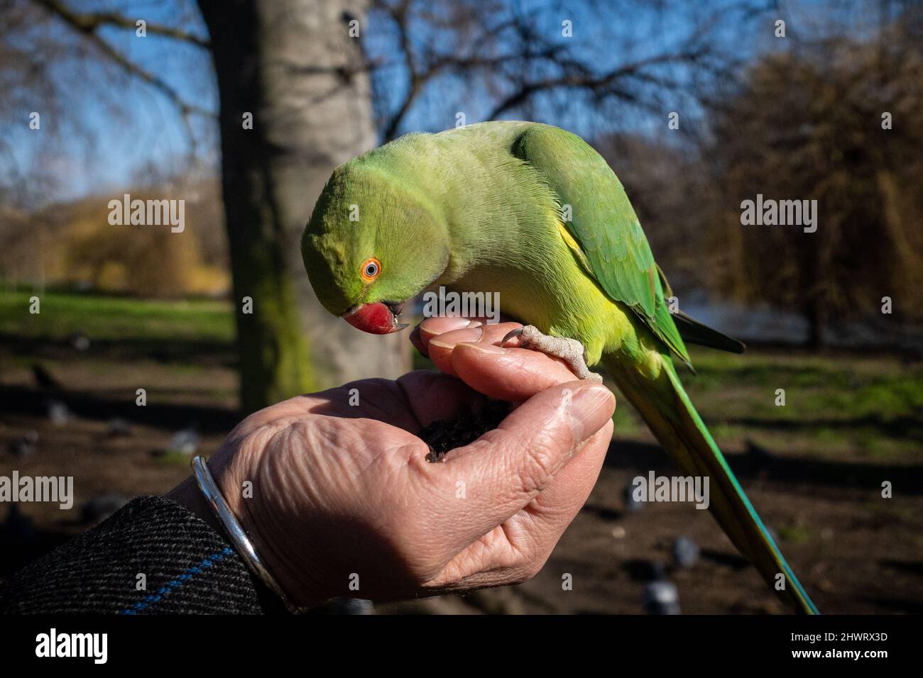 London, UK. 7 March 2022. UK Weather – A feral parakeet feeds on ...
