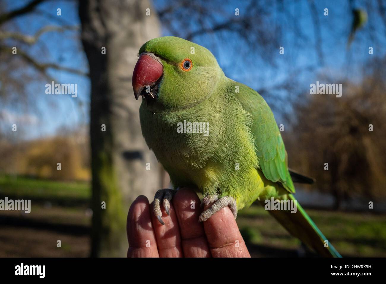 London, UK. 7 March 2022. UK Weather – A feral parakeet feeds on ...