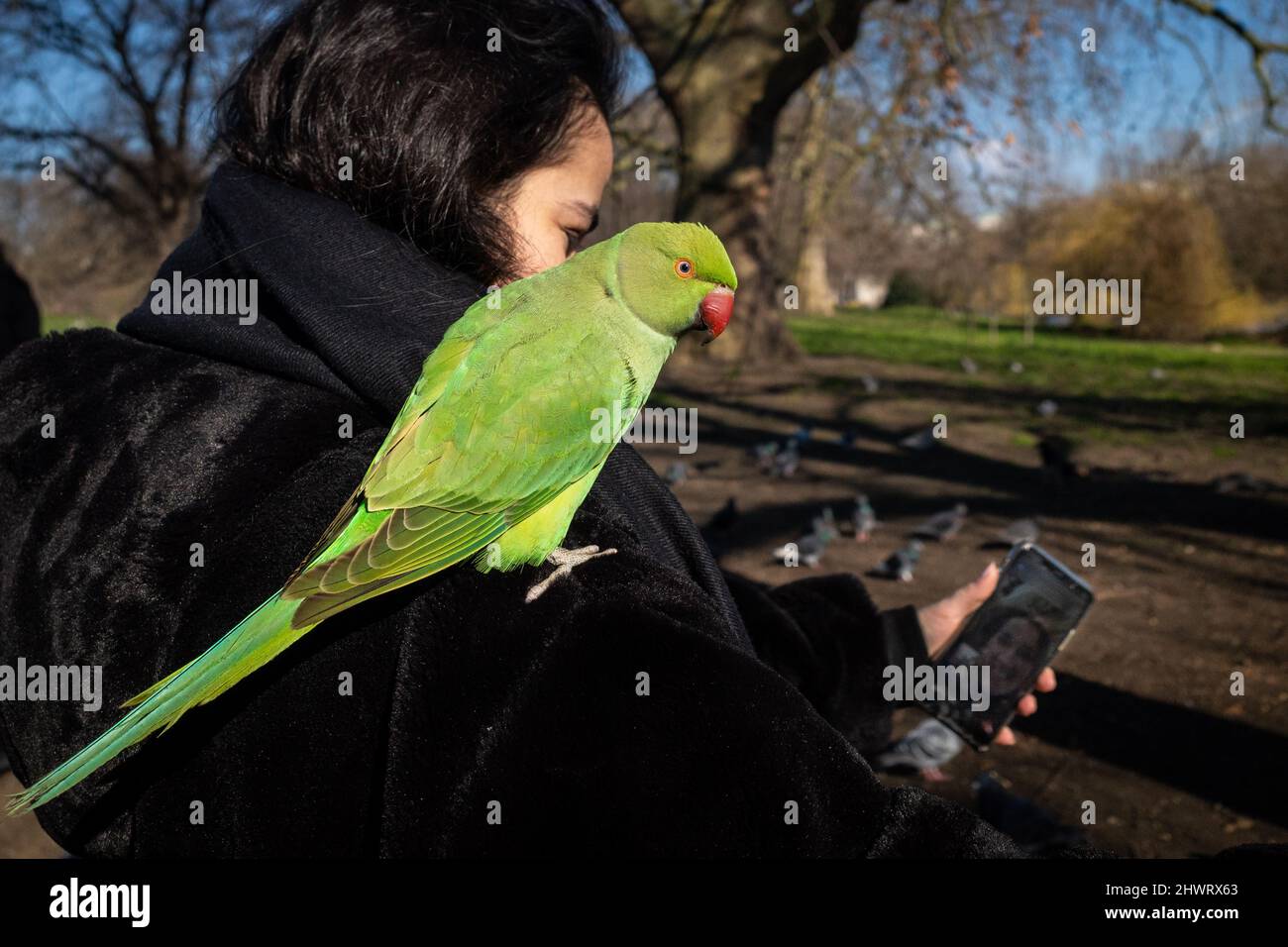 London, UK. 7 March 2022. UK Weather – A feral parakeet perches on a ...