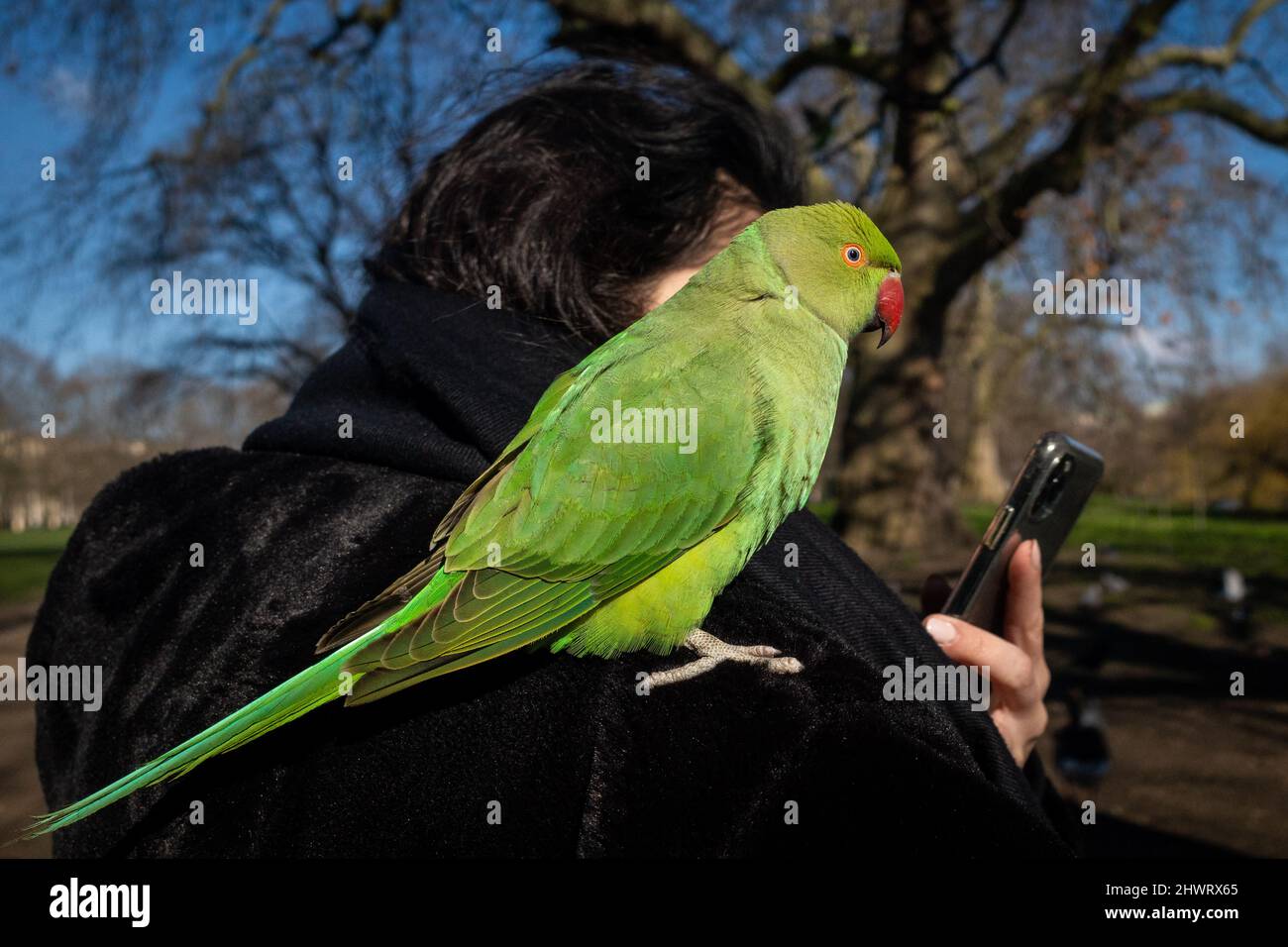 London, UK. 7 March 2022. UK Weather – A feral parakeet perches on a ...