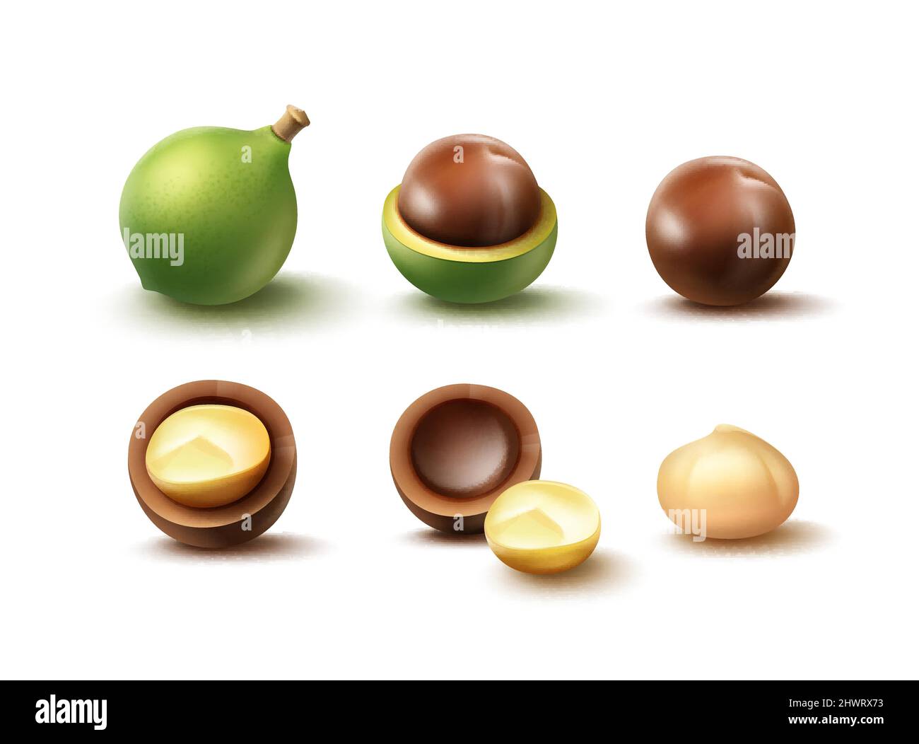 Macadamia Nut Shell Stock Vector Images - Alamy