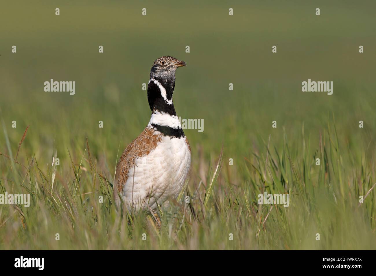Bustard bird with white neck hi-res stock photography and images - Alamy