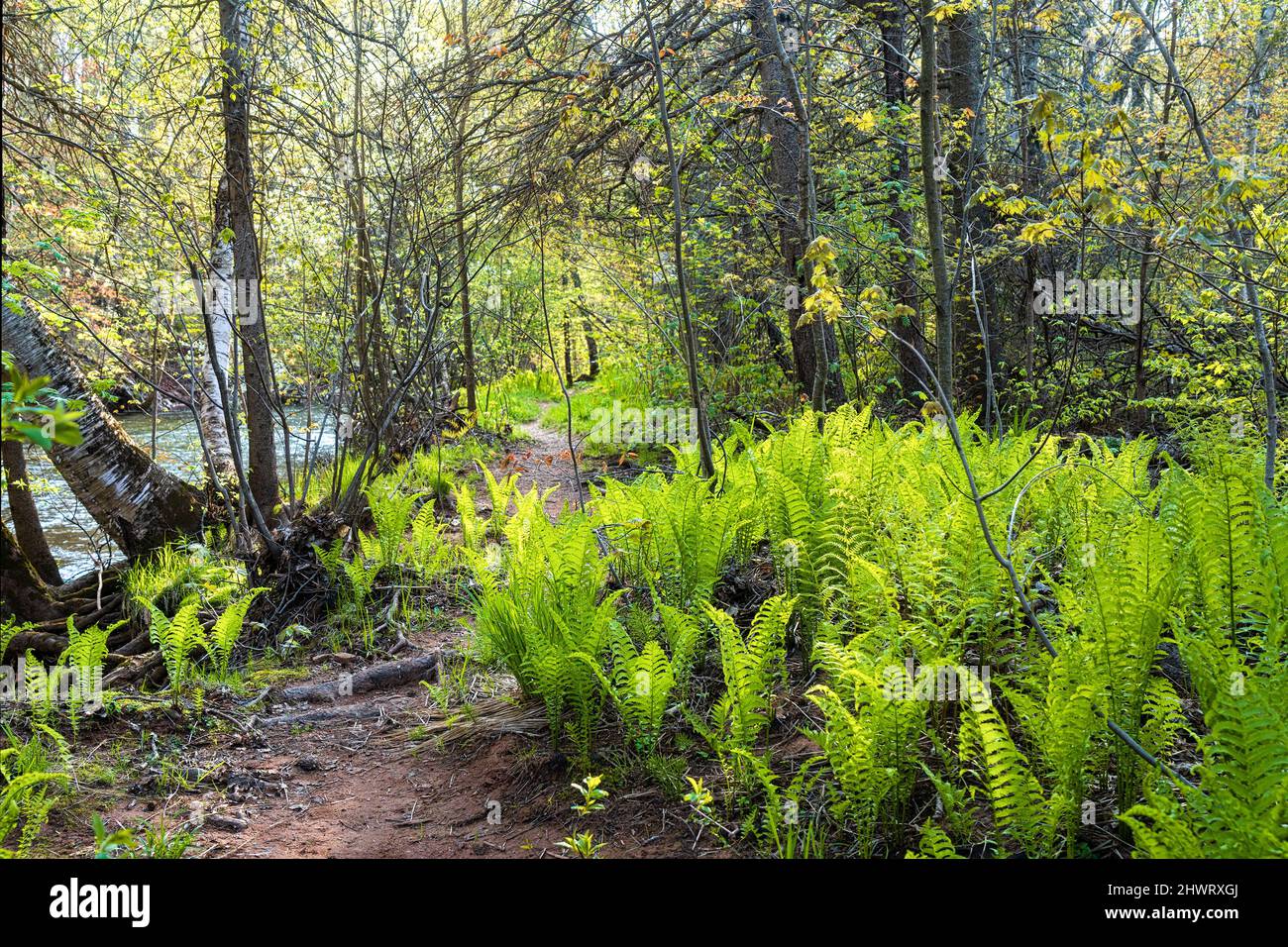 Peaceful riverside springtime walk in rural Prince Edward Island ...