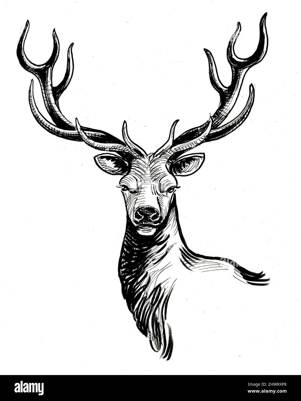 Stag deer head. Ink black and white drawing Stock Photo - Alamy