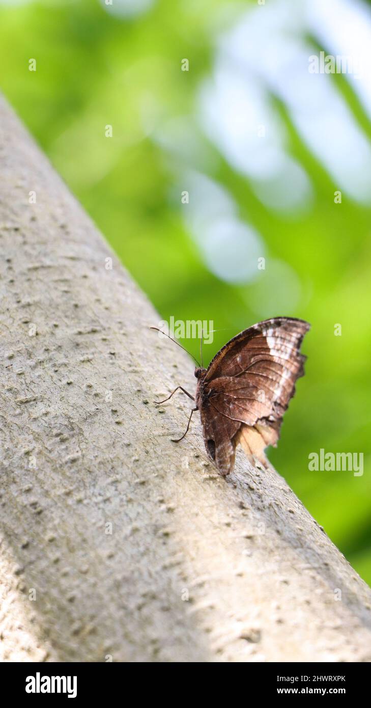 Butterfly tree hi-res stock photography and images - Alamy