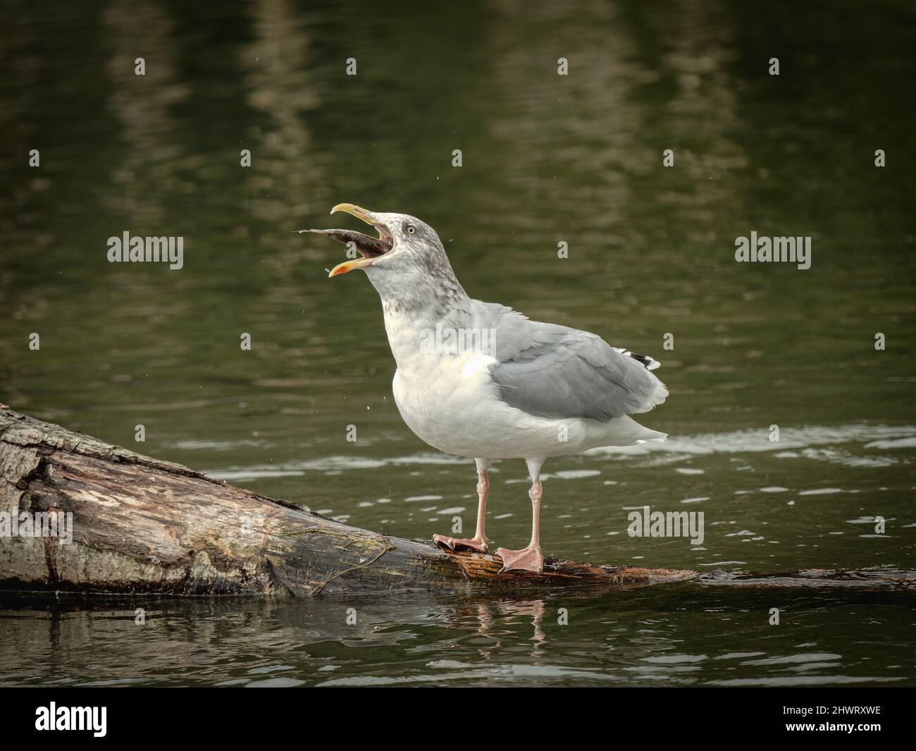 British wetland fish eating bird hi-res stock photography and images ...