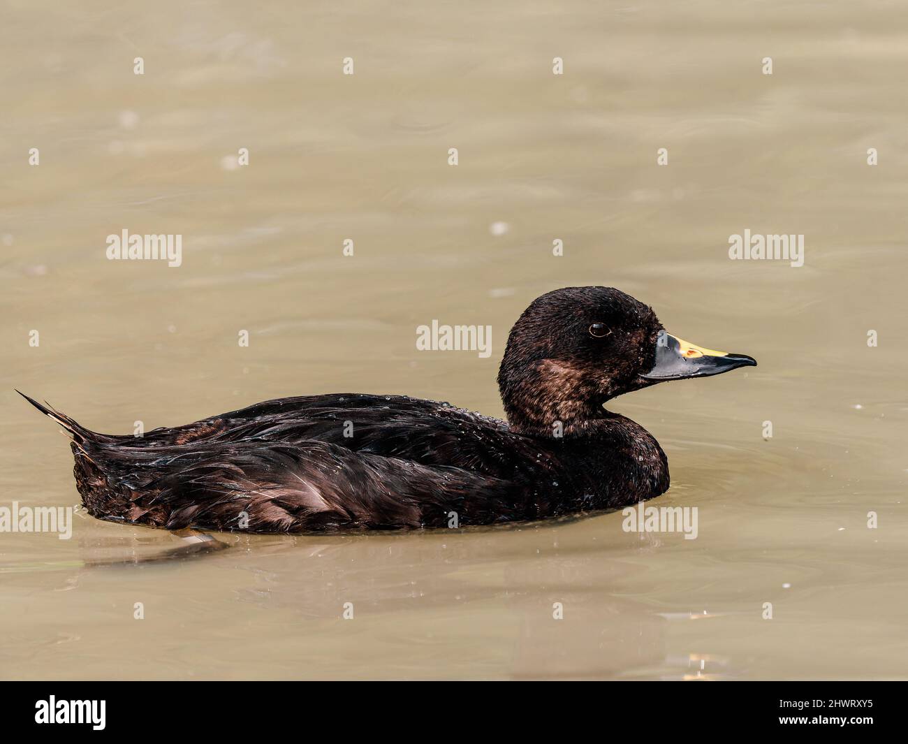 Common Scoter Swimming on Water Stock Photo - Alamy