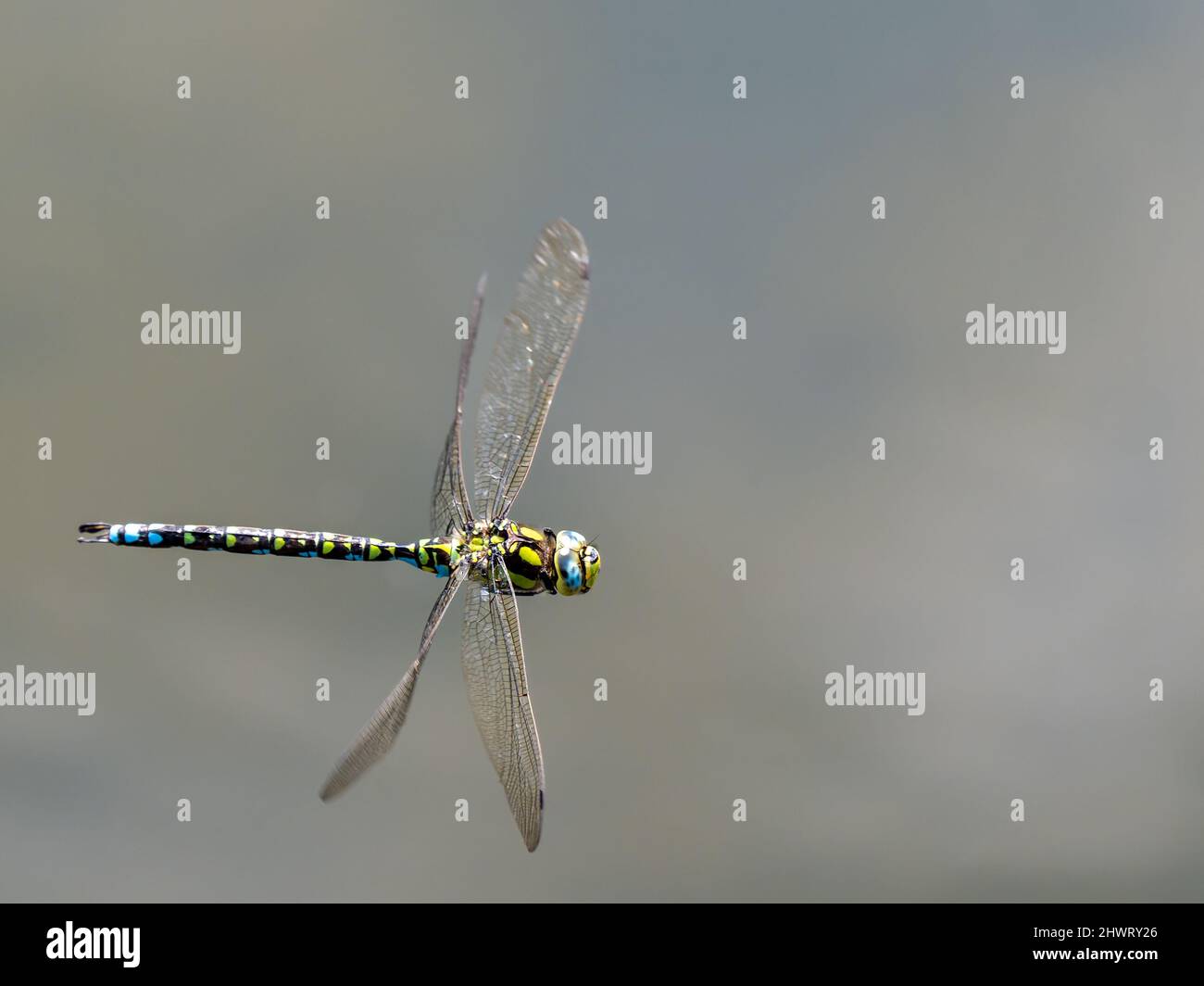 Migrant Hawker Dragonfly in Flight Stock Photo - Alamy
