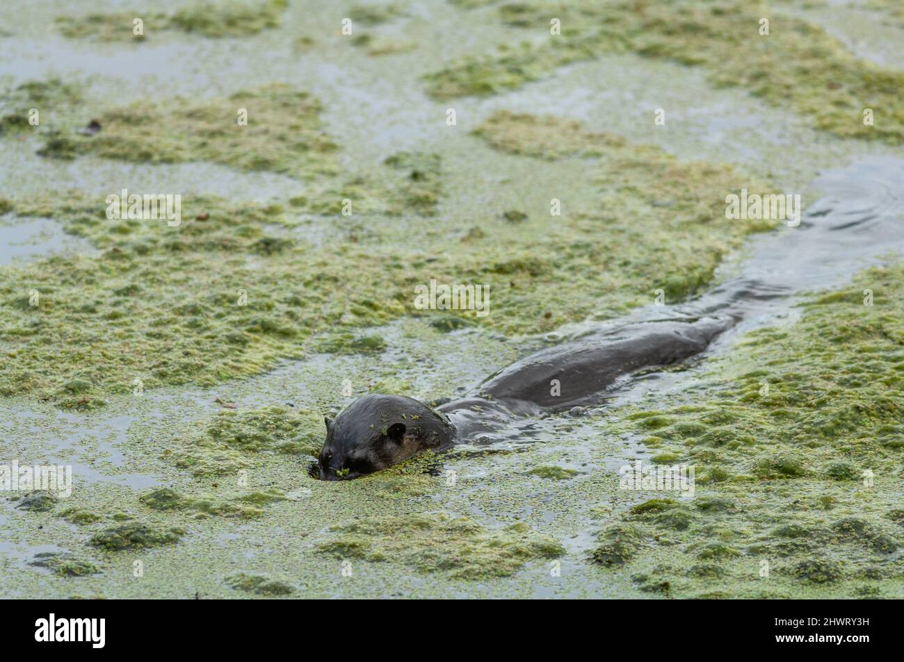 Otter swimming in algae filled lake. Ammonia gas from nearby intensive ...