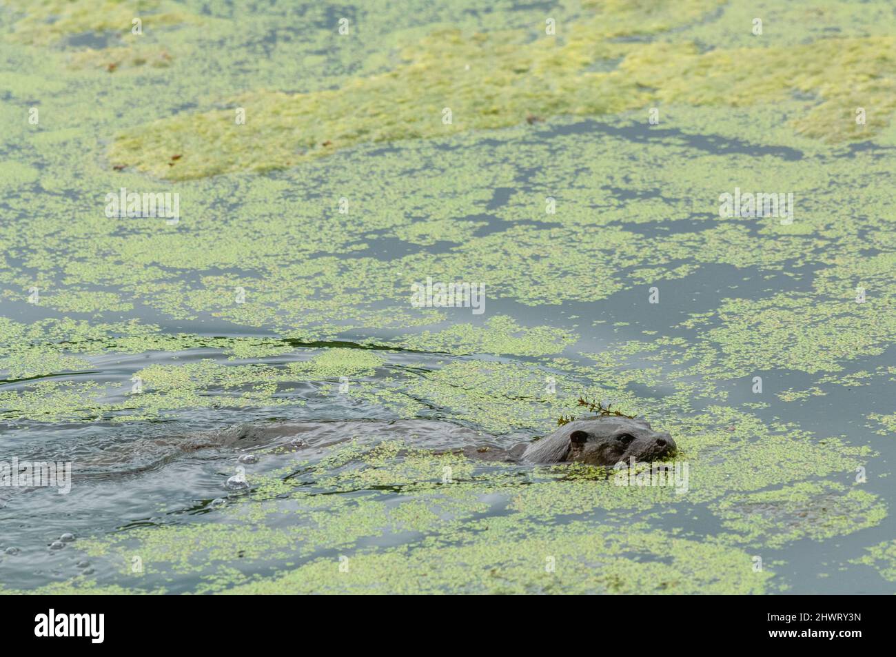 Otter swimming in algae filled lake. Ammonia gas from nearby intensive ...