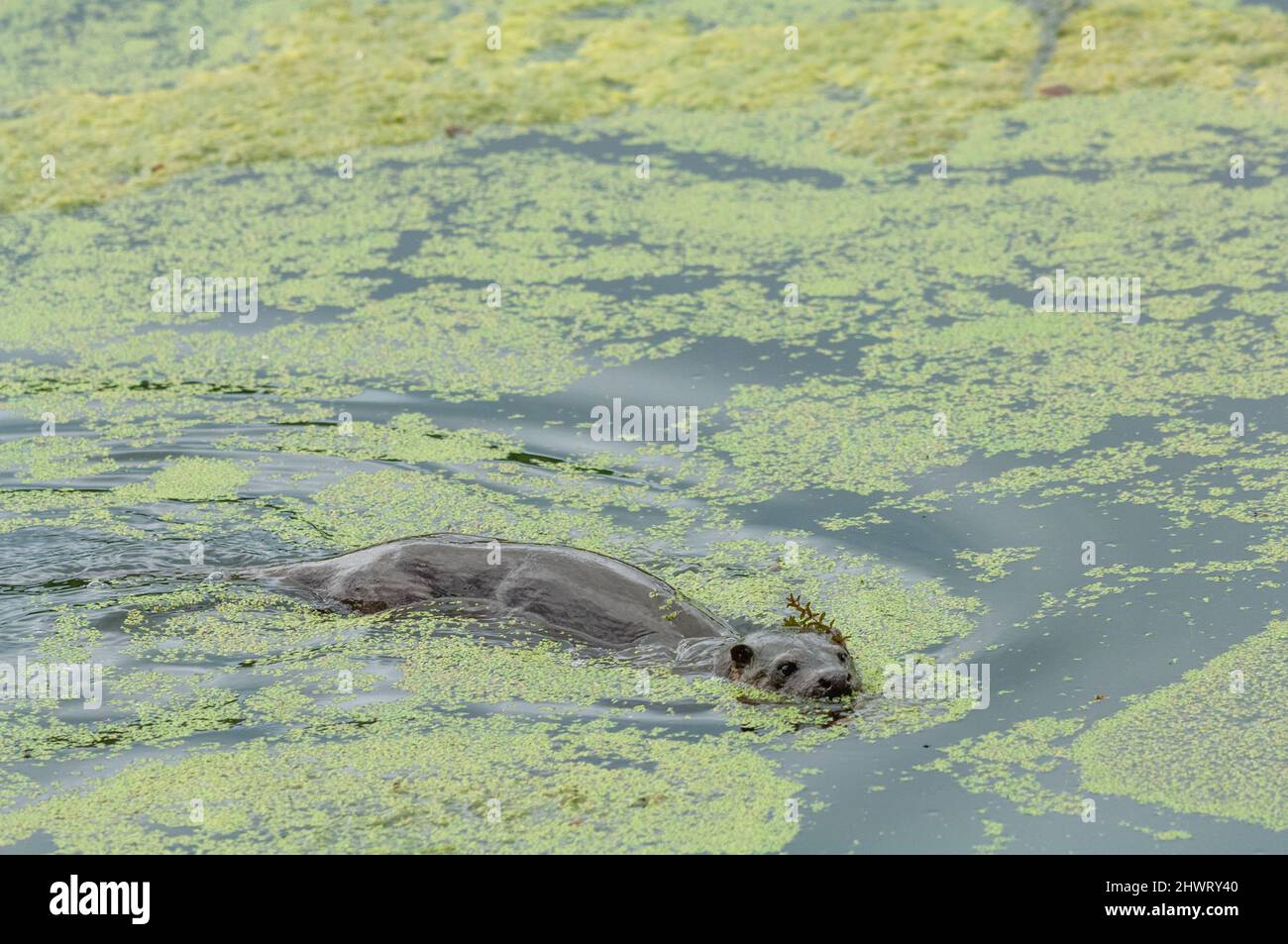 Otter swimming in algae filled lake. Ammonia gas from nearby intensive ...