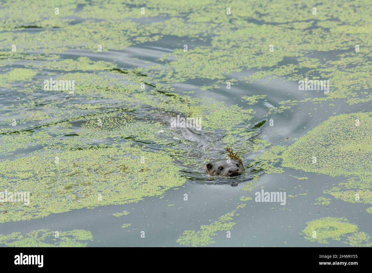 Otter swimming in algae filled lake. Ammonia gas from nearby intensive ...