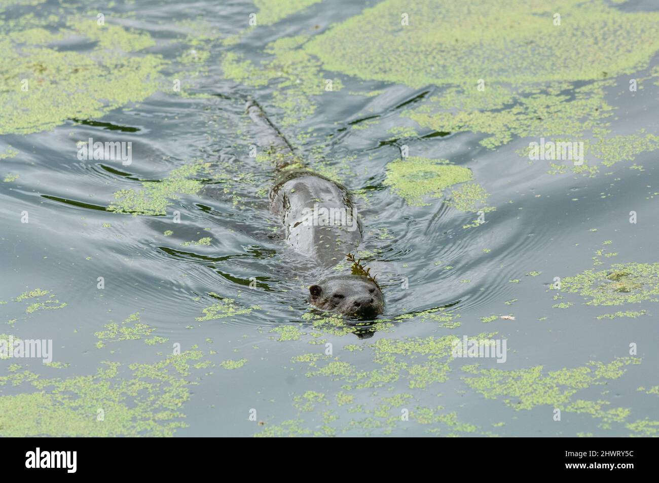 Otter swimming in algae filled lake. Ammonia gas from nearby intensive ...