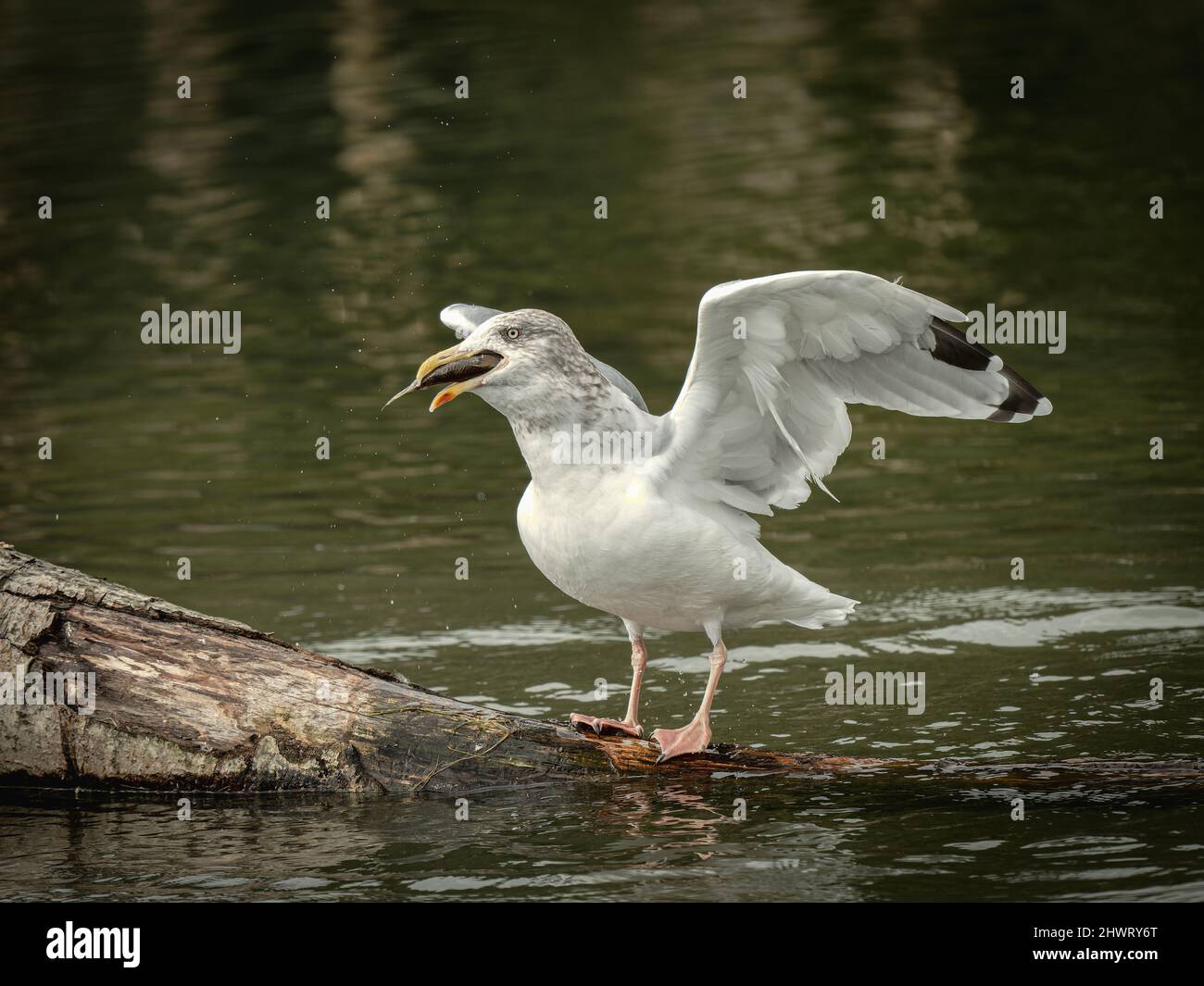 Non Breeding European Herring Gull Eating a Fish Stock Photo - Alamy