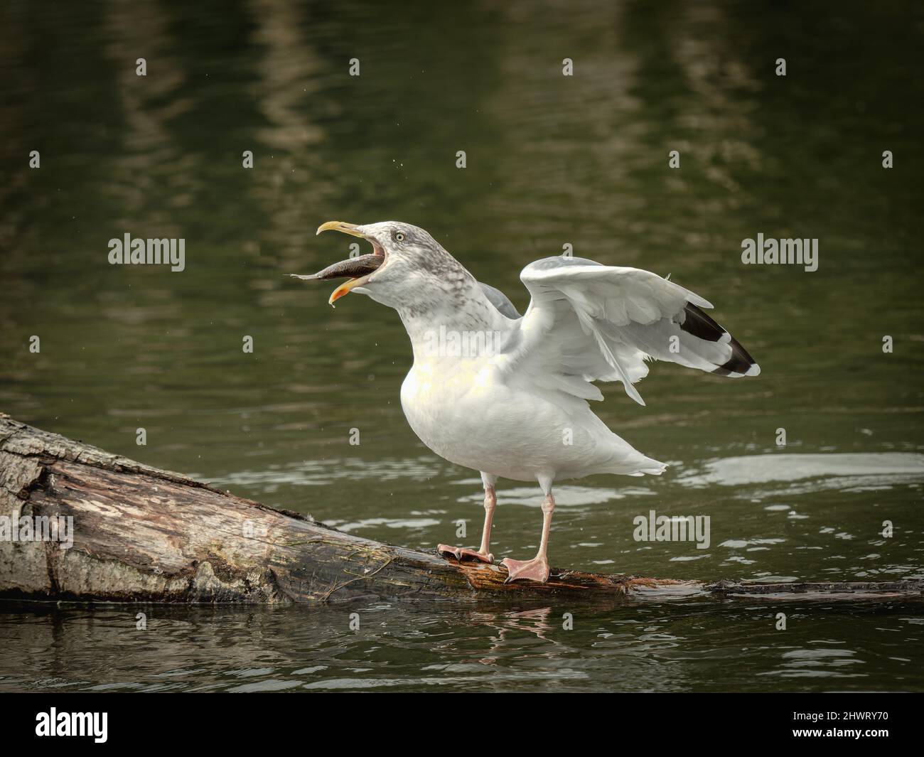 Non Breeding European Herring Gull Eating a Fish Stock Photo - Alamy