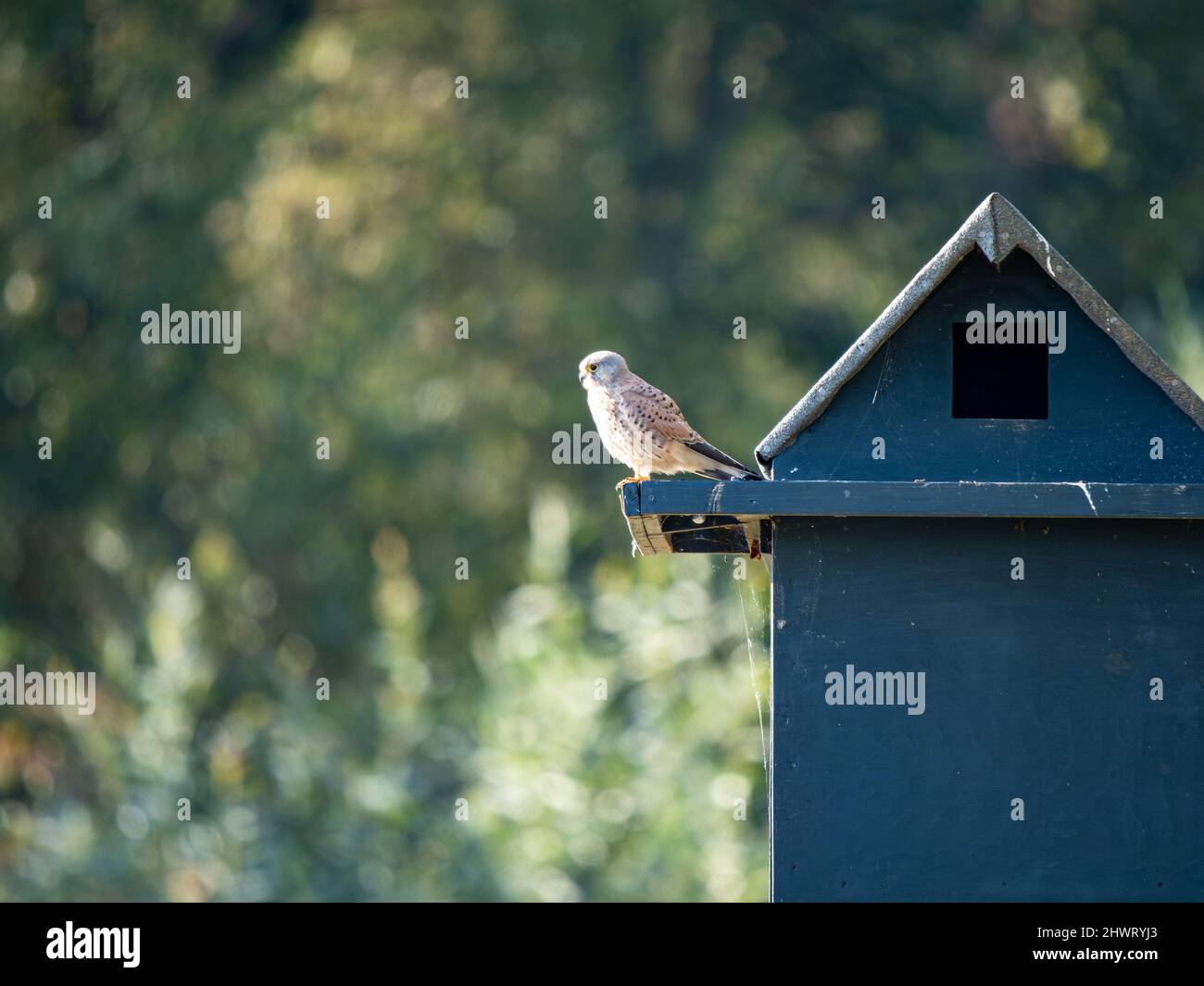 Kestrel at nesting box hi-res stock photography and images - Alamy