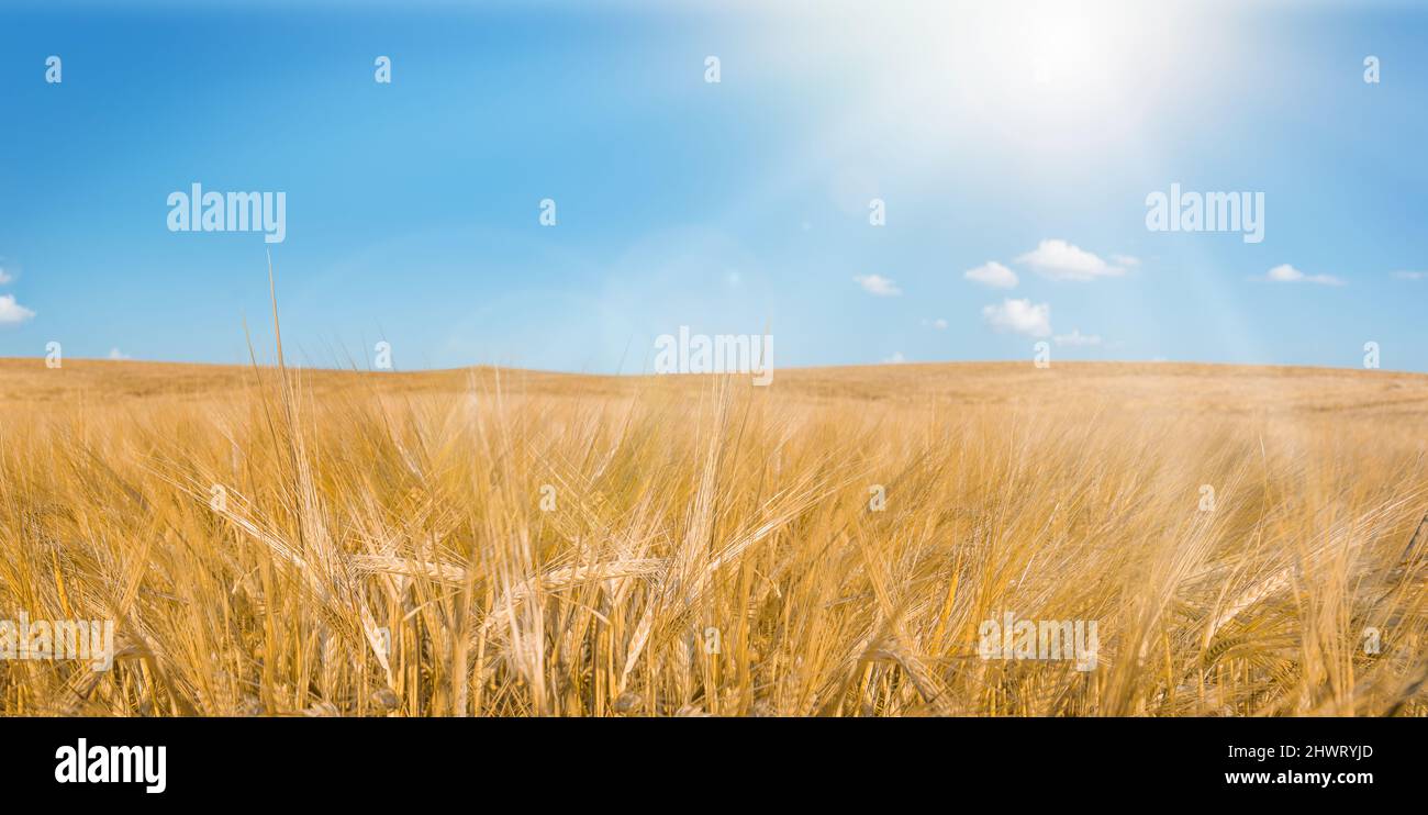 Barley field on clear sky background Stock Photo - Alamy