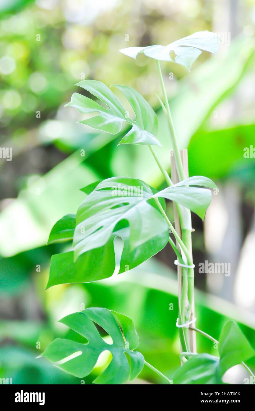 Mini Monstera, Monstera deliciosa Liebm or Philodendron ginny or ...