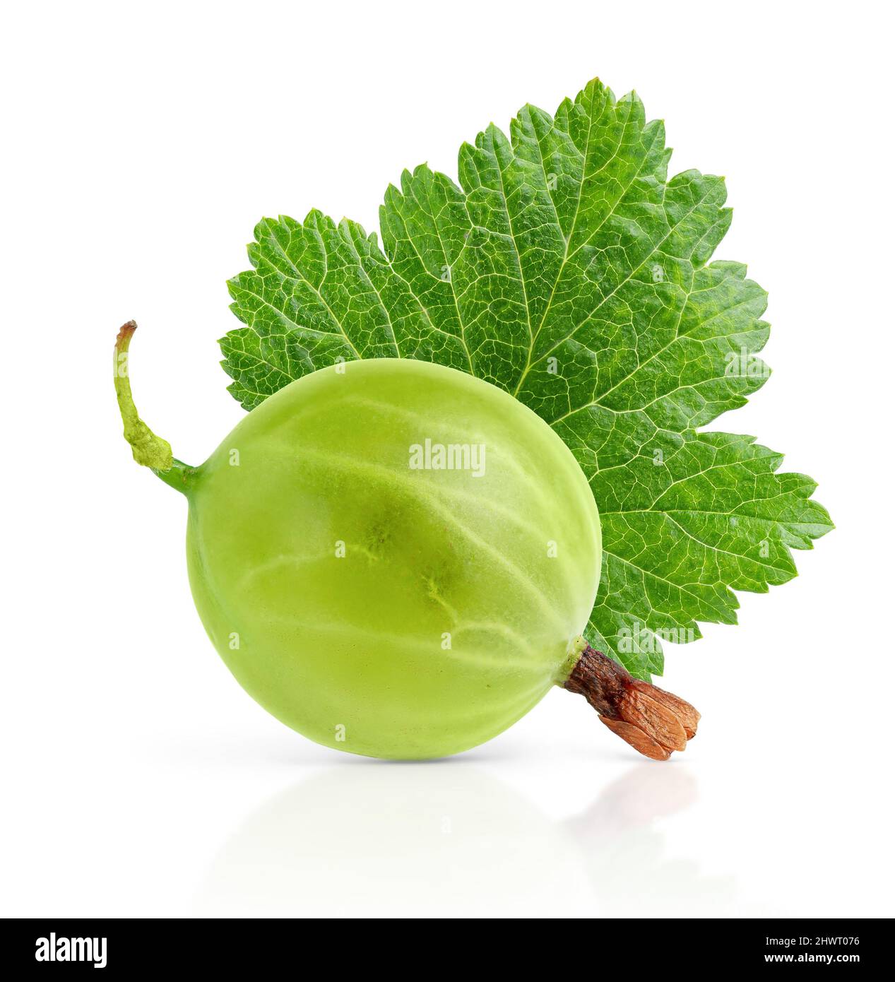 Single gooseberry with leaf. Isolated with clipping path Stock Photo ...
