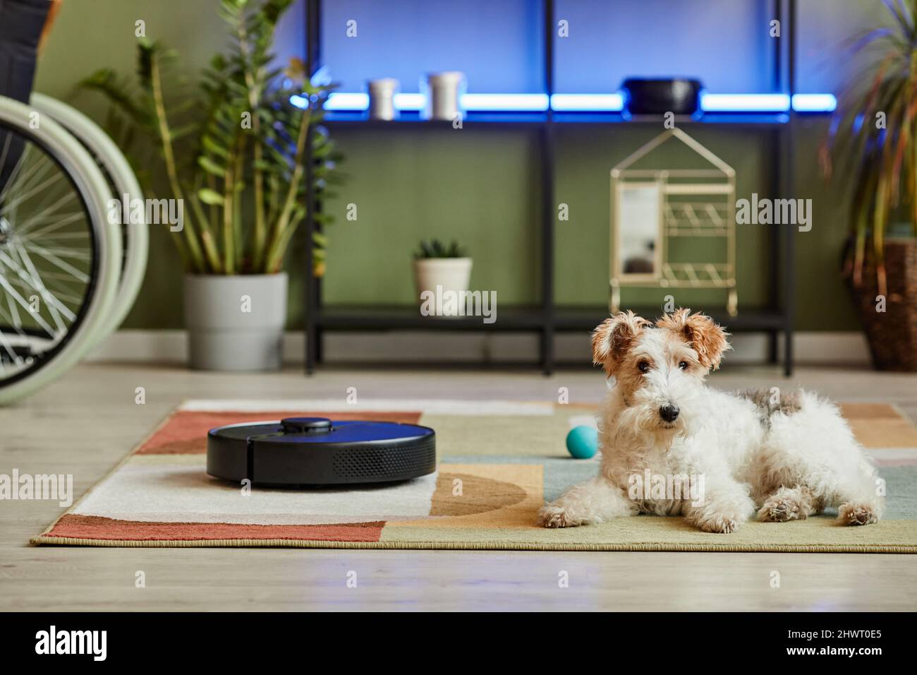 Front view portrait of cute shaggy dog lying on carpet in modern home ...
