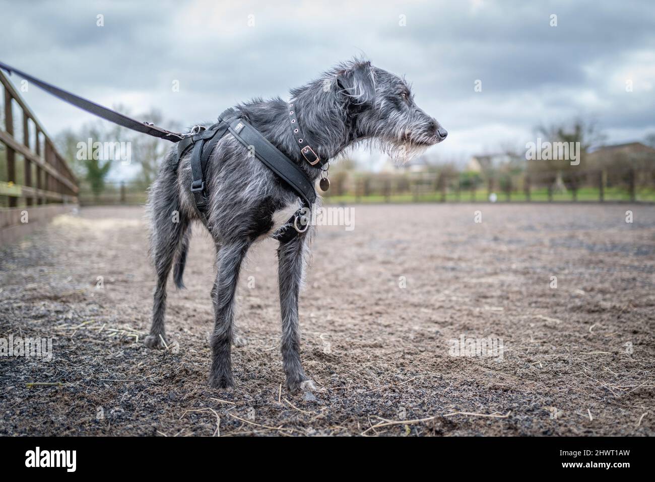 A rough coated Lurcher Stock Photo - Alamy