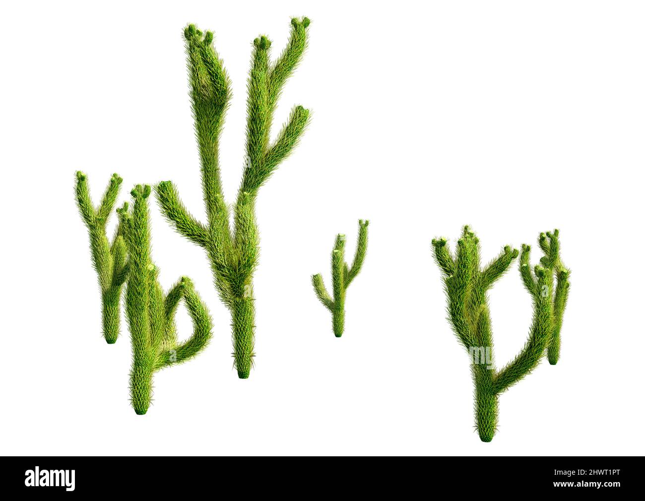 3D rendering of green cholla cactus isolated on white background Stock ...