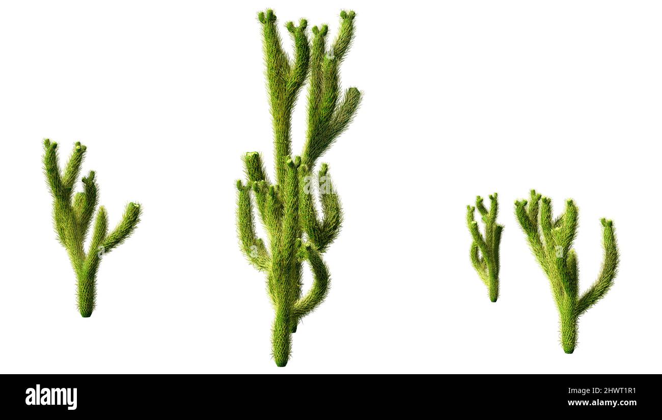 3D rendering of green cholla cactus isolated on white background Stock ...