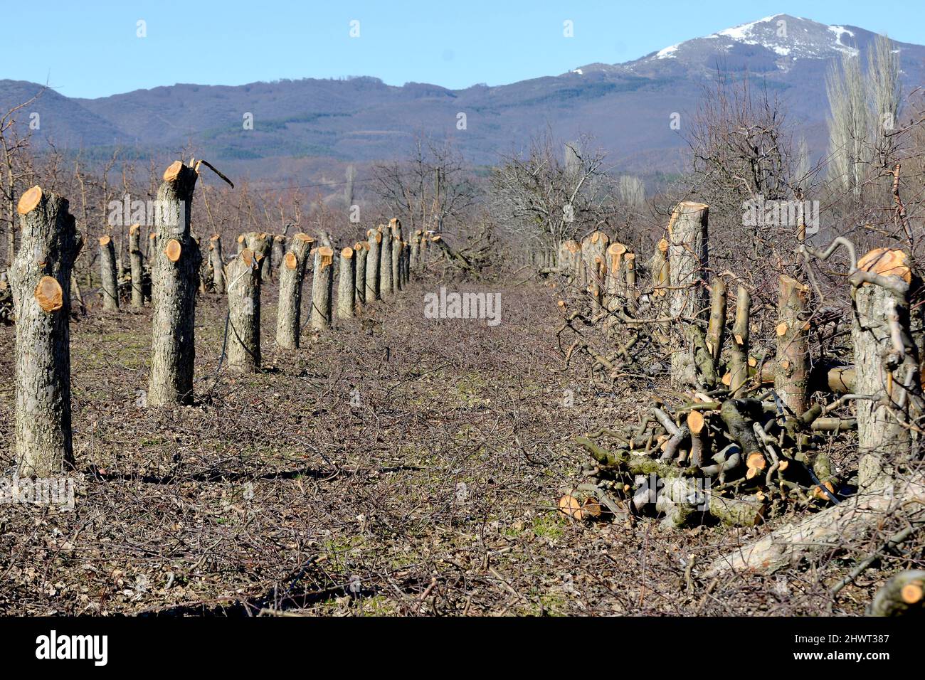 old apple trees cut in an orchard Stock Photo - Alamy