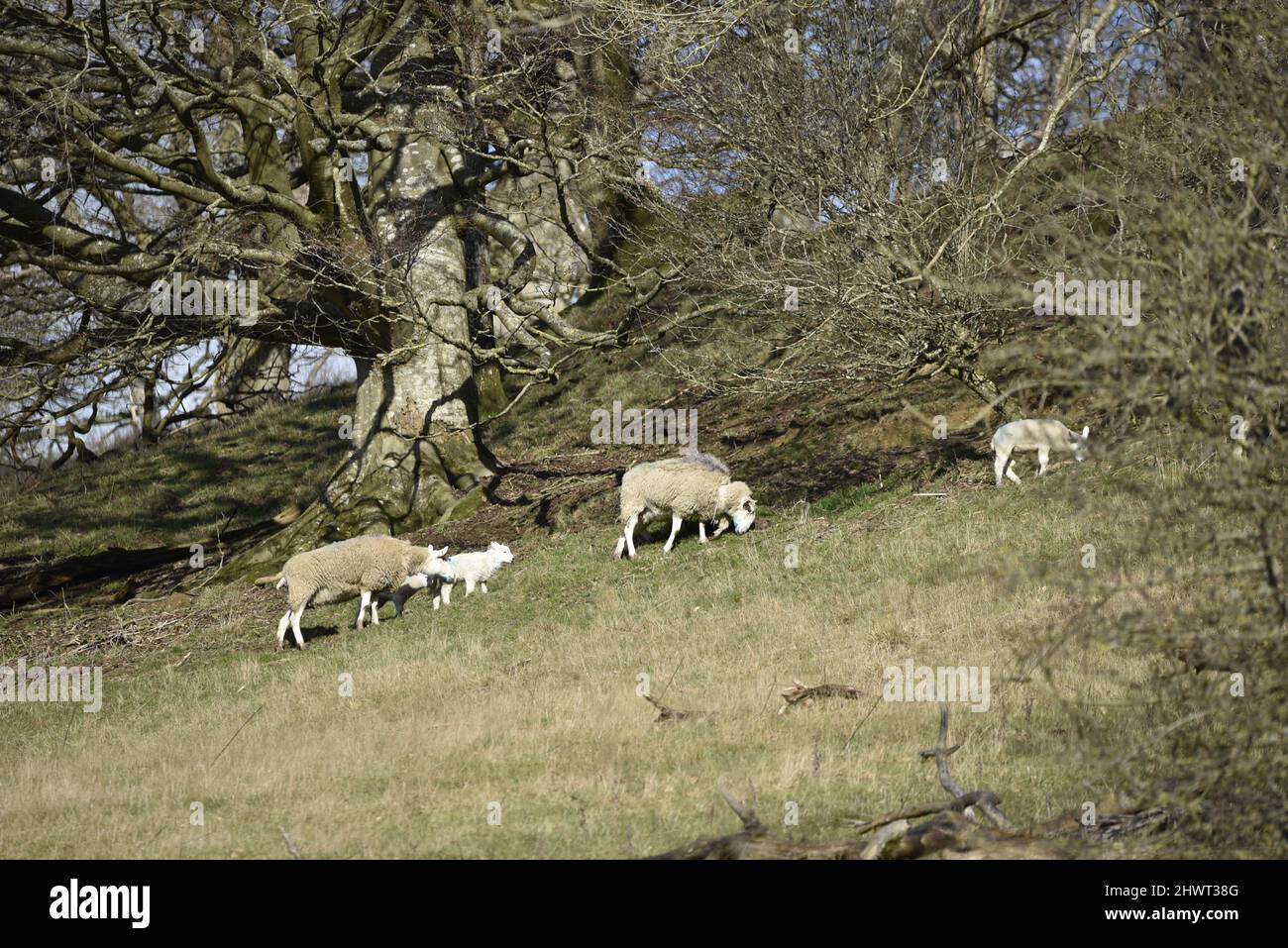 Sheep wales hi-res stock photography and images - Alamy