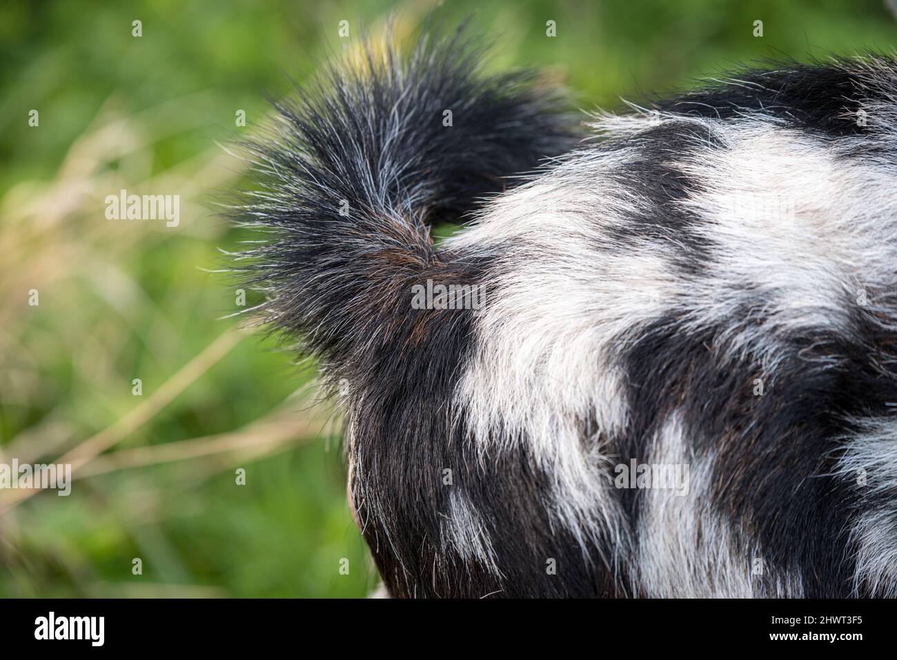 Fluffy tail on a brown with spots goat Stock Photo - Alamy