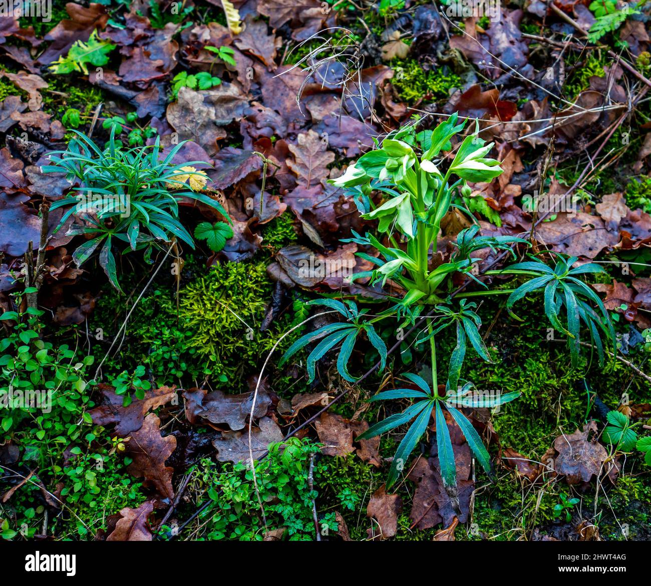 Close up of stinking hellebore (Helleborus foetidus Stock Photo - Alamy