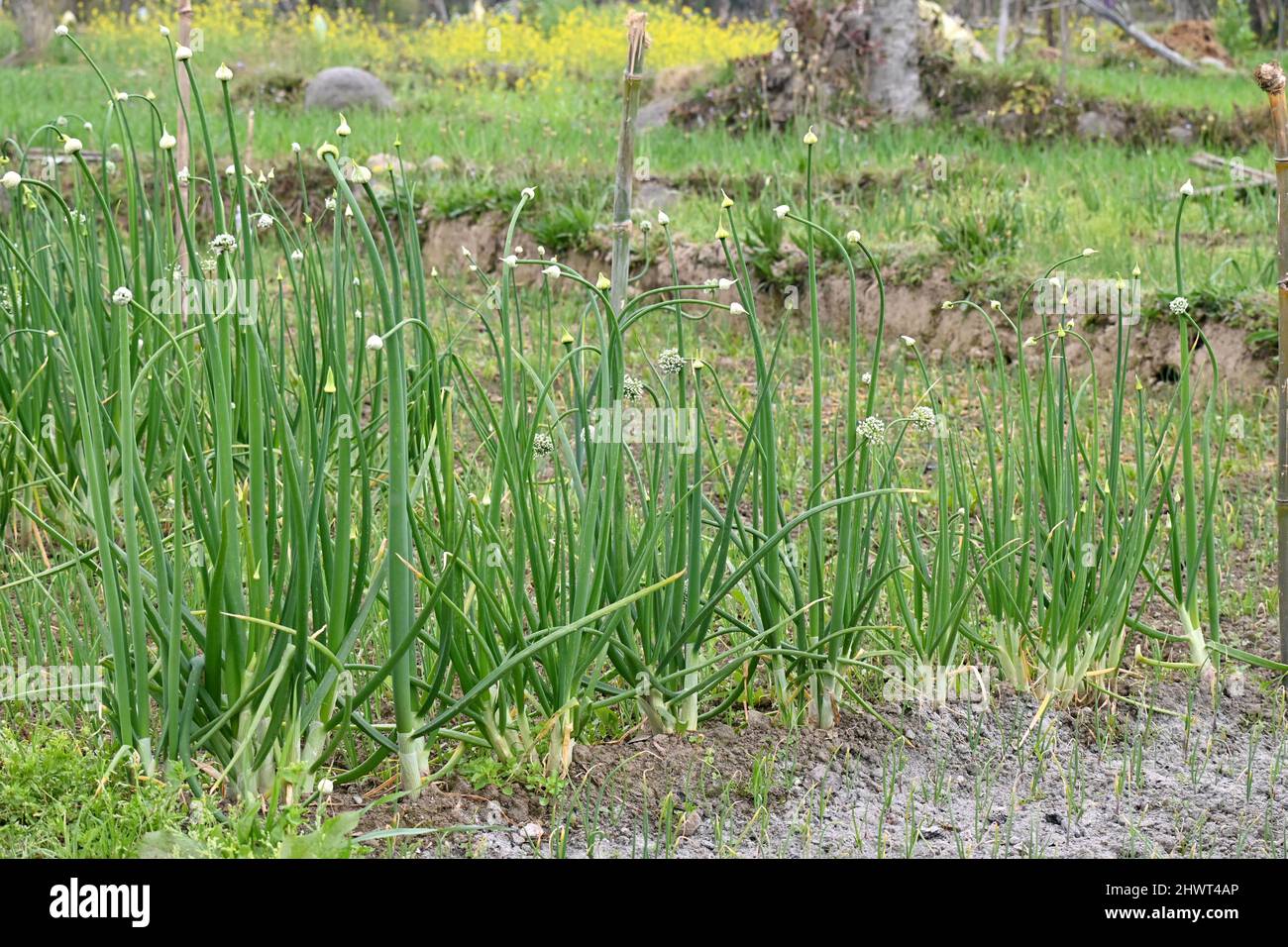 closeup the bunch ripe green onion plants with seeds growing in the ...