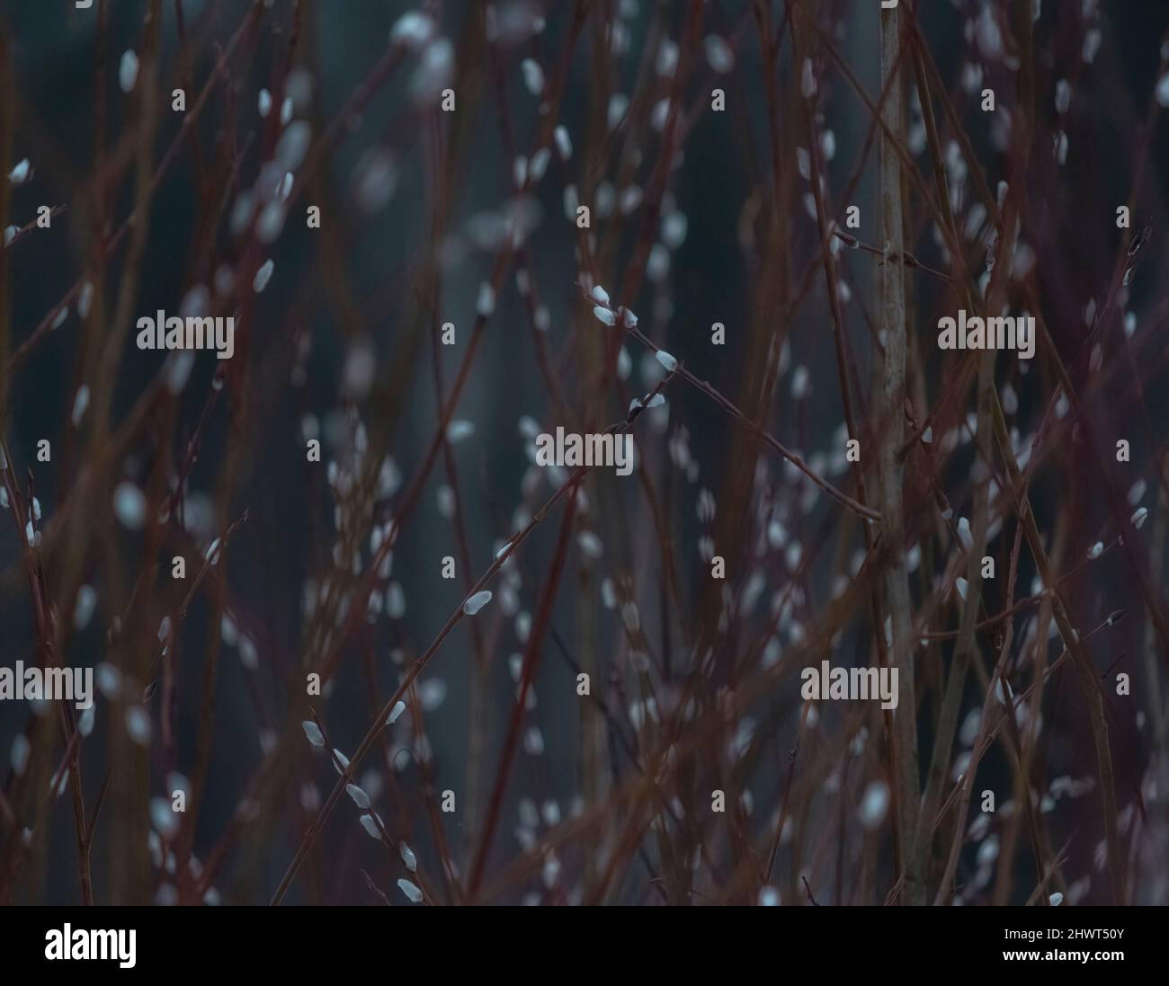 Early spring growth willow tree hi-res stock photography and images - Alamy