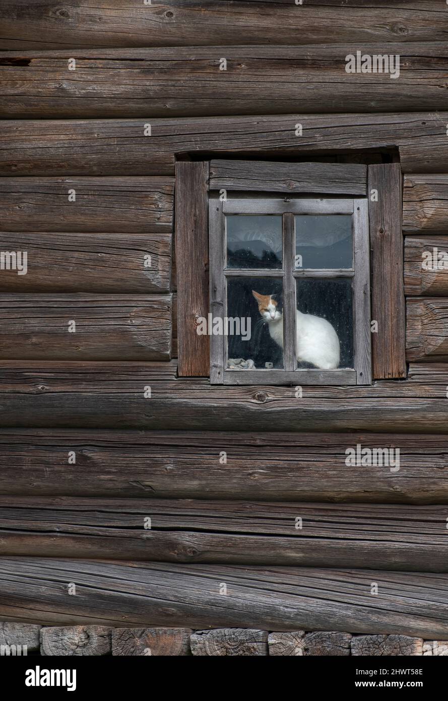 cat in the window in an old rustic wooden house Stock Photo - Alamy