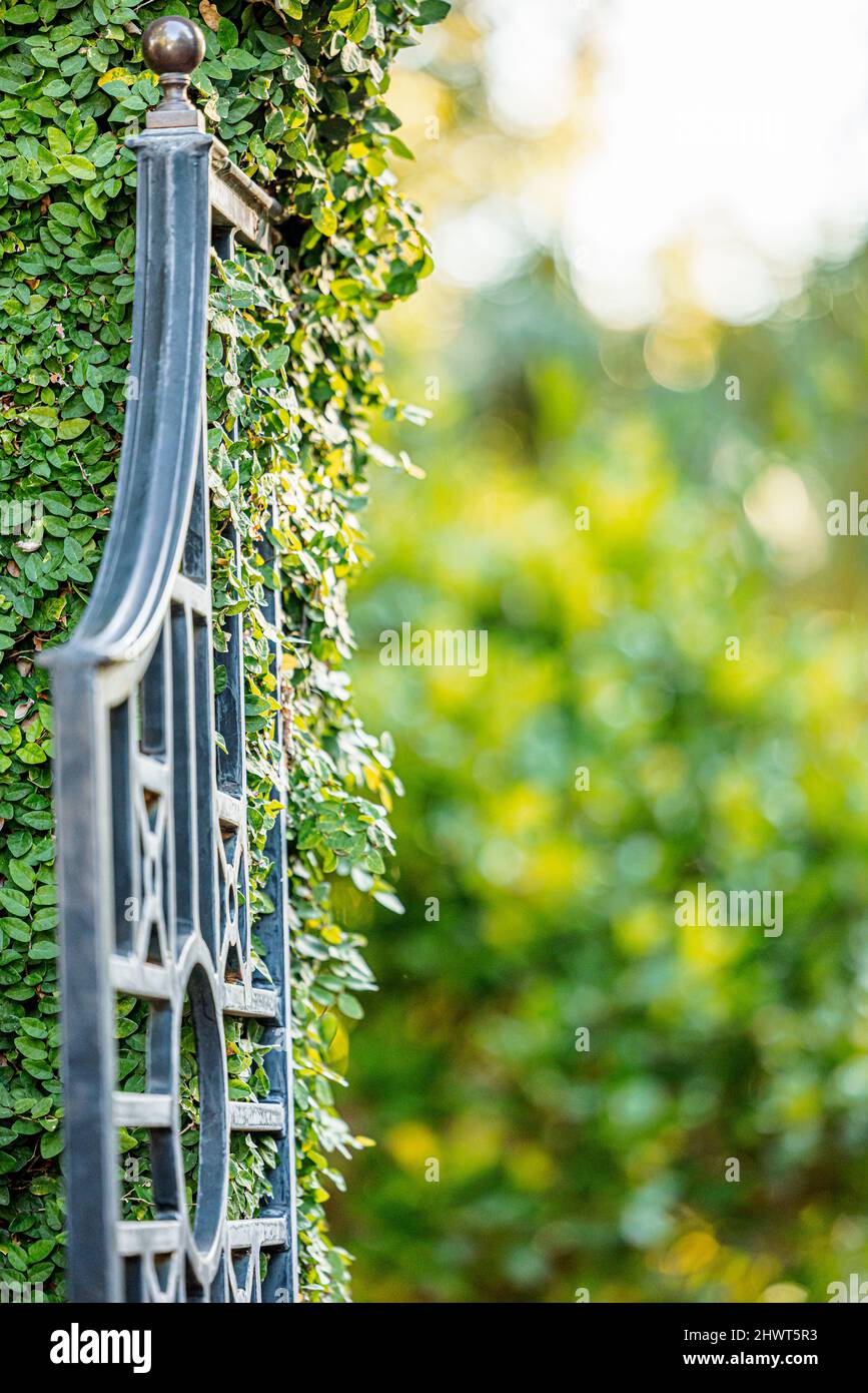 The top of a black iron gate door open in a garden with greenery ...