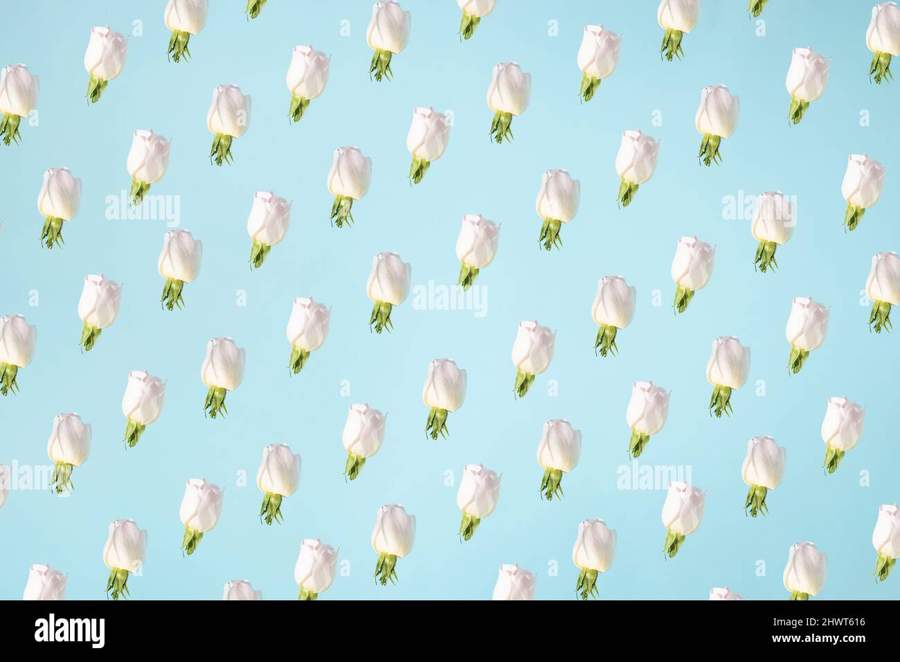 Bloom composition with white rose, flower buds and leaves. Pattern ...