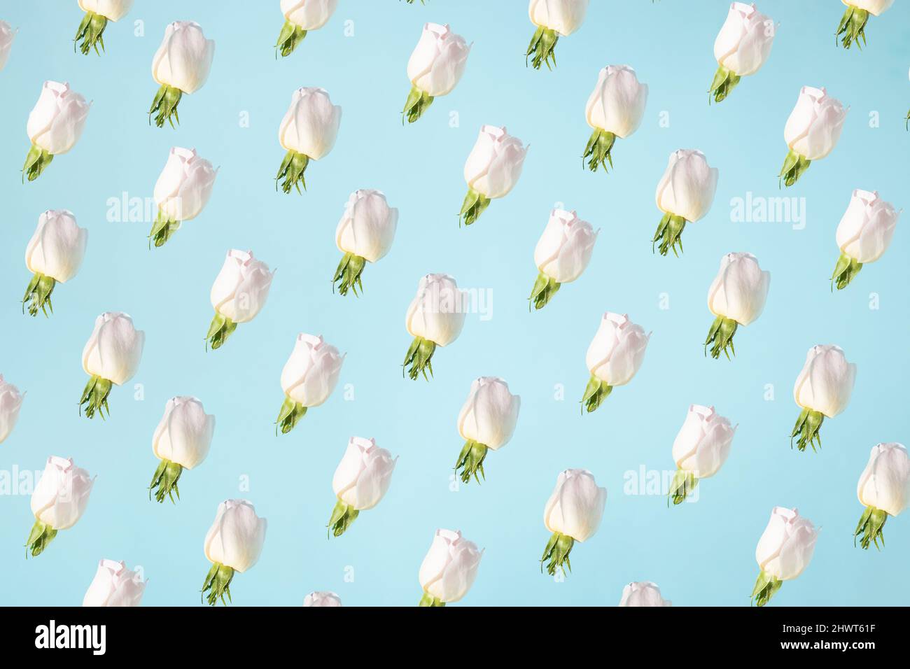 Bloom layout with white rose, flower buds and leaves. Pattern texture ...