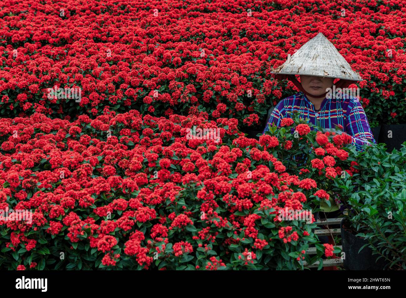People are harvesting flowers in Sa Dec city, Dong Thap province ...