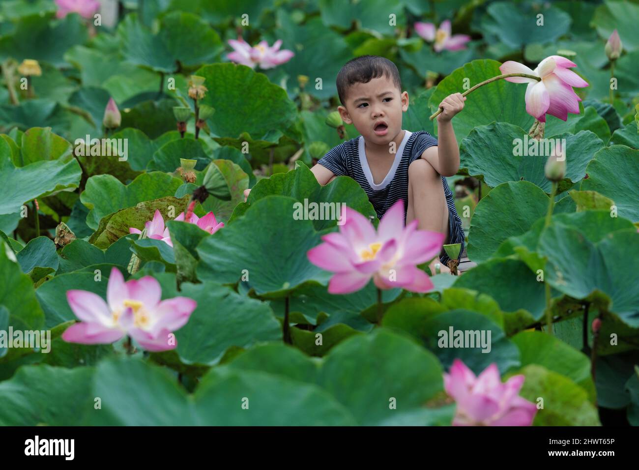 Vietnamese boy playing with the pink lotus over the traditional wooden ...