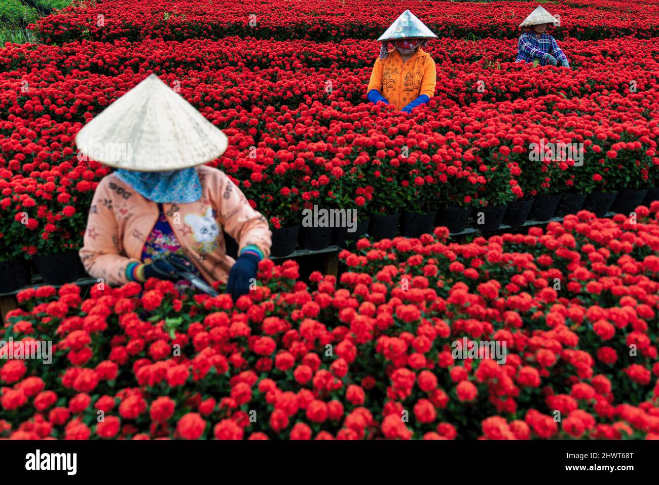 People are harvesting flowers in Sa Dec city, Dong Thap province ...